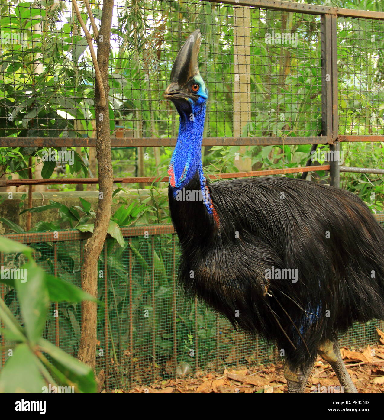 A beautiful portrait of cassowary bird (Casuarius casuarius) in a zoo ...
