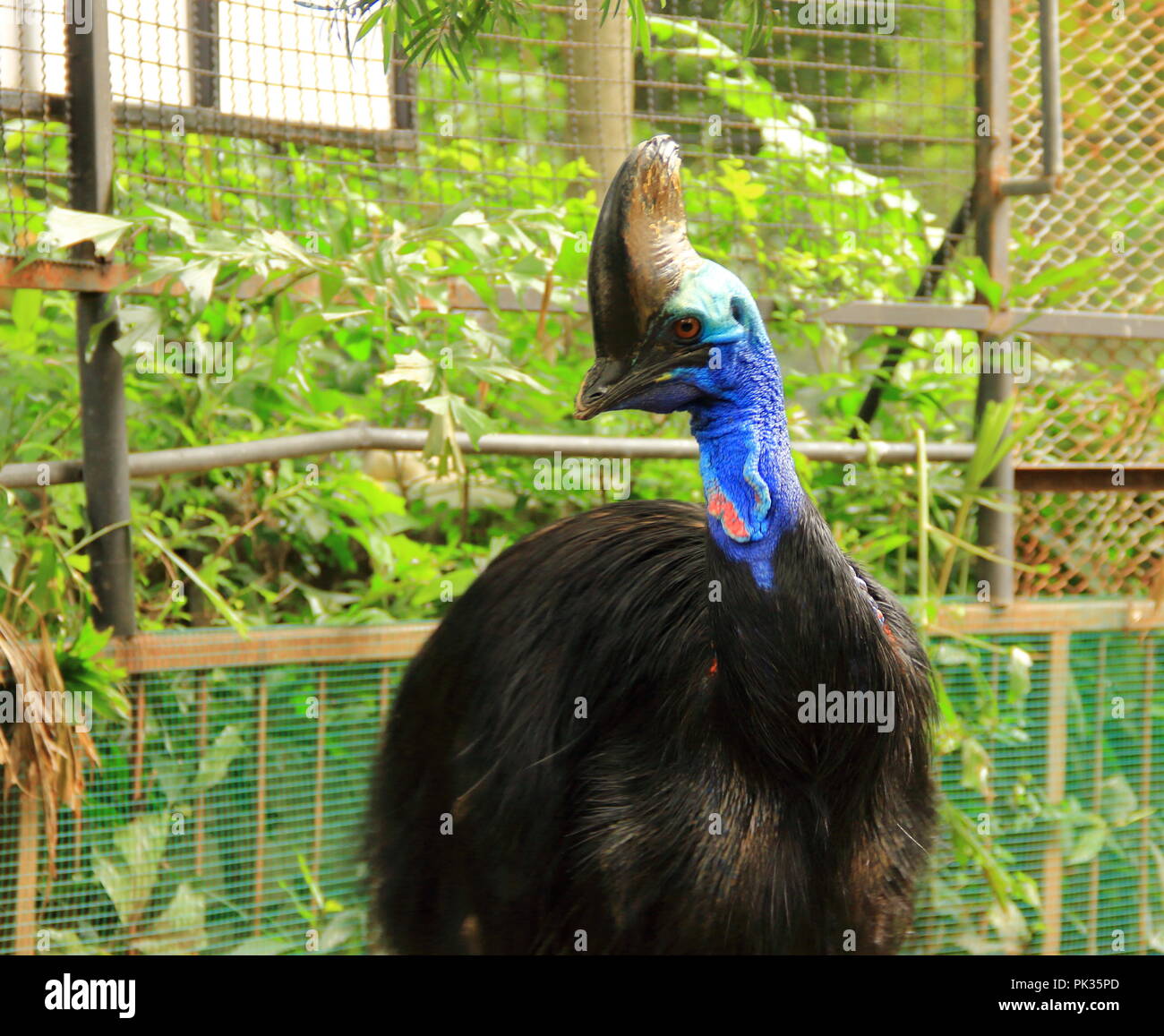 A beautiful portrait of cassowary bird (Casuarius casuarius) in a zoo ...