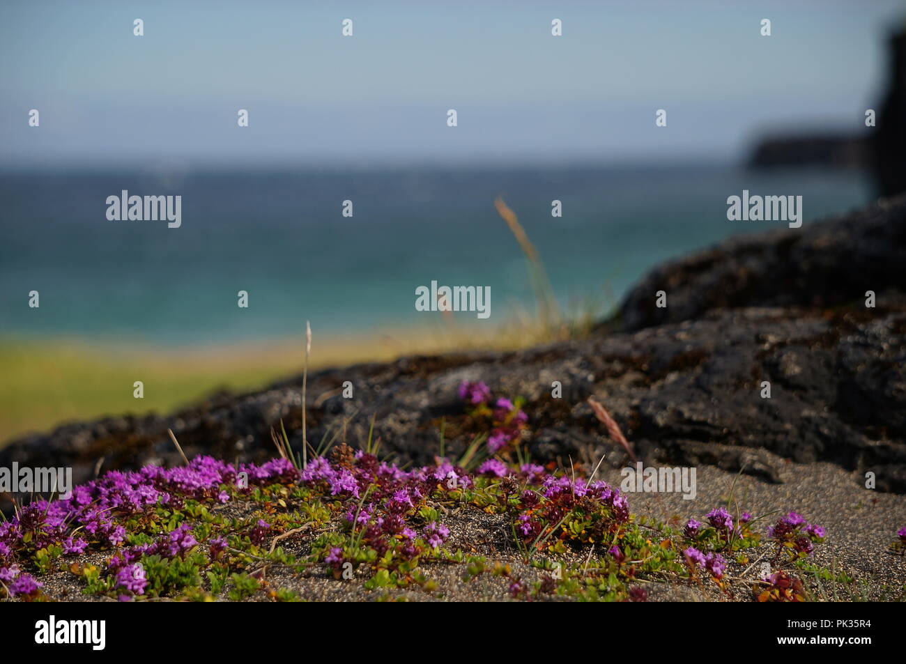 Skardsvik Beach in Iceland Stock Photo - Alamy