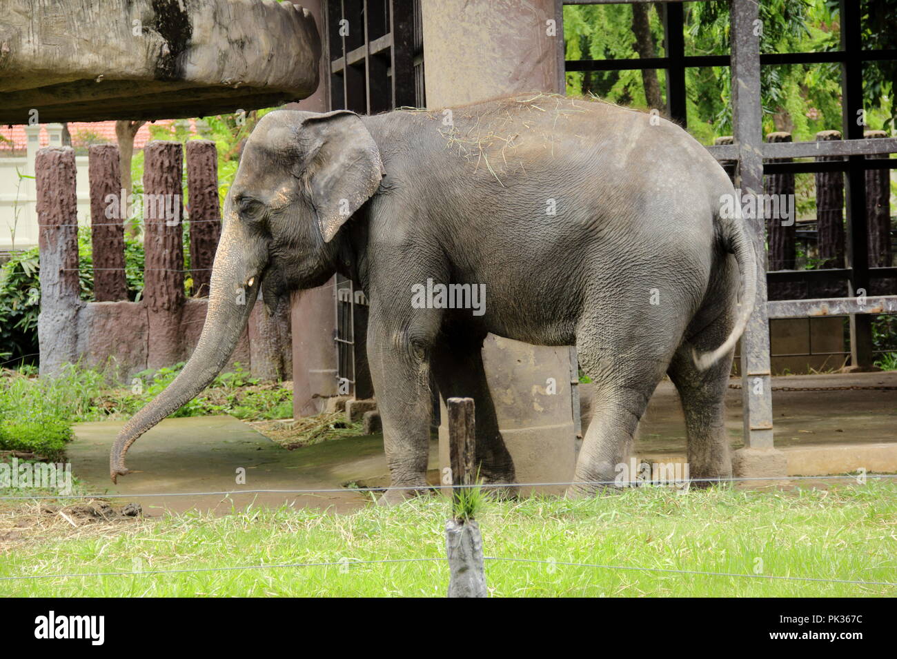 A beautiful portrait of asian elephant with a natural background Stock ...