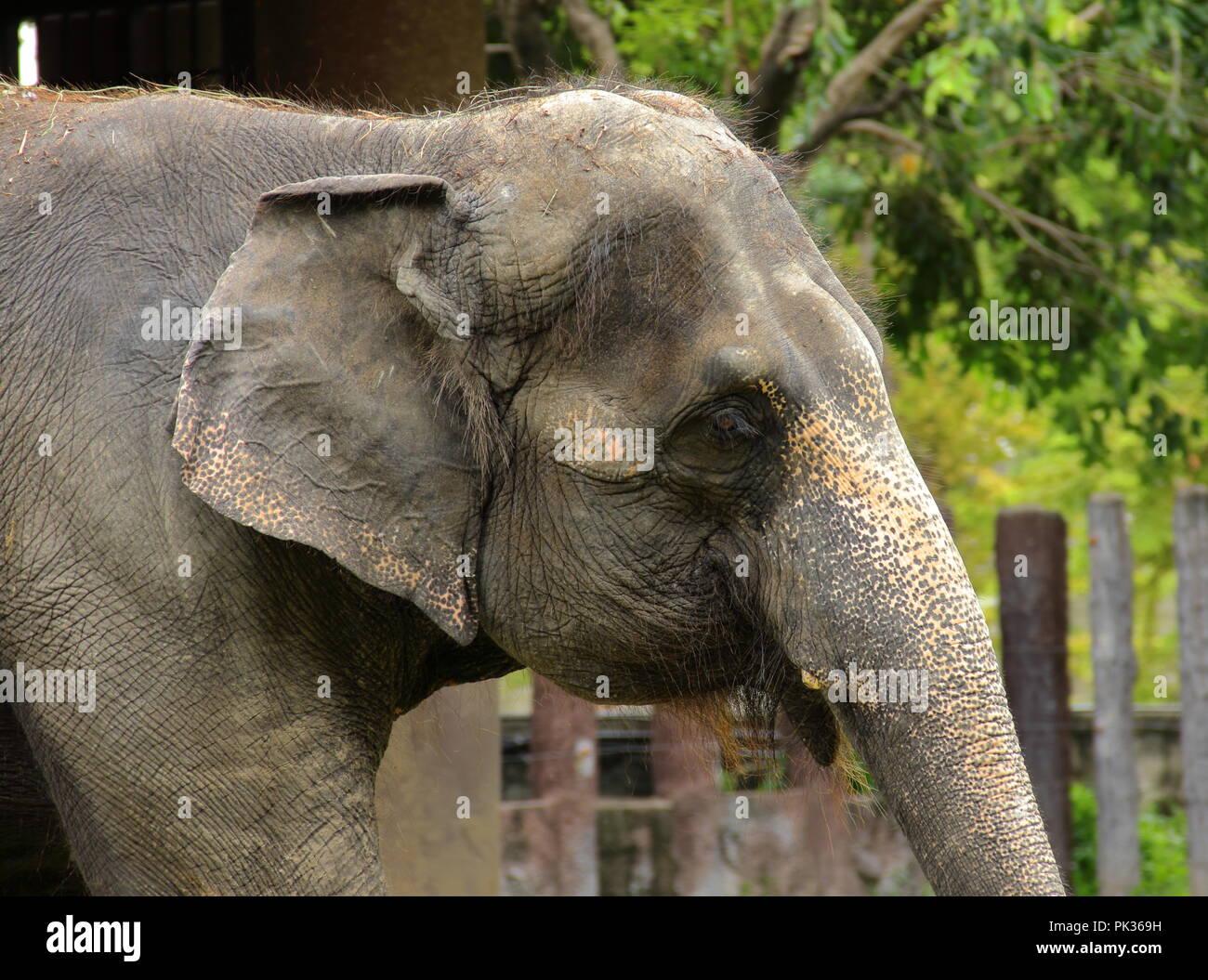 A beautiful portrait of asian elephant with a natural background Stock ...