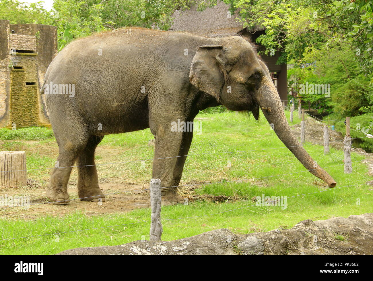 A beautiful portrait of asian elephant with a natural background Stock ...