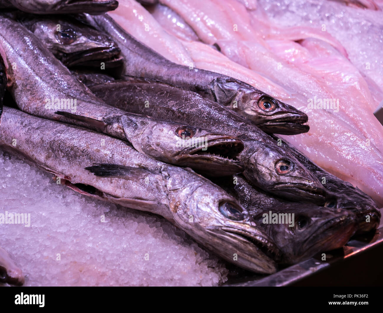 Hake fish sea hi-res stock photography and images - Alamy