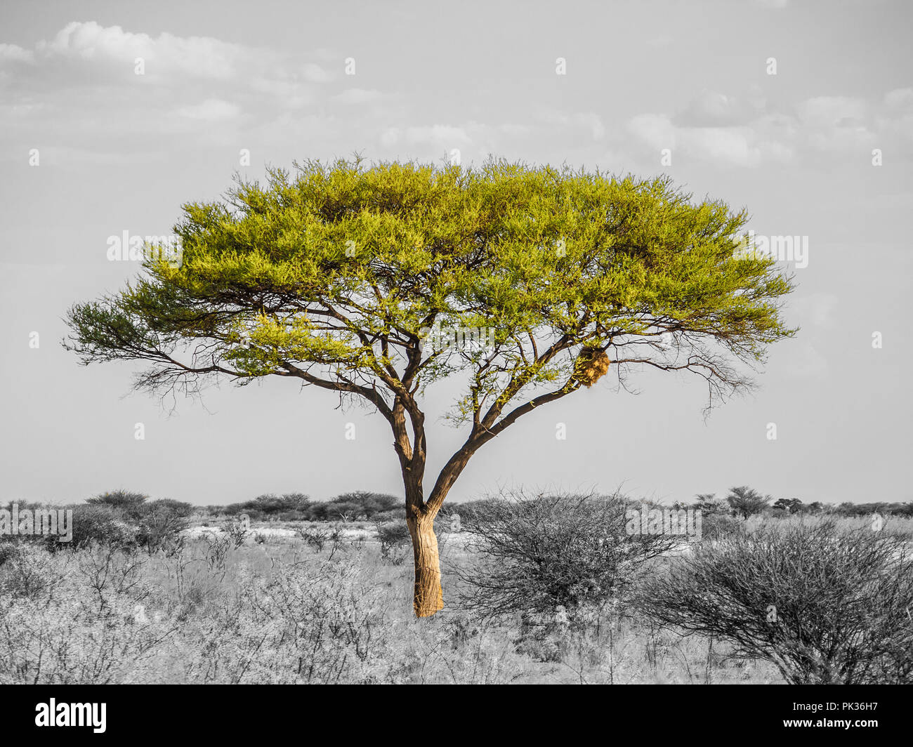 Black Thorn Tree Africa High Resolution Stock Photography and Images ...