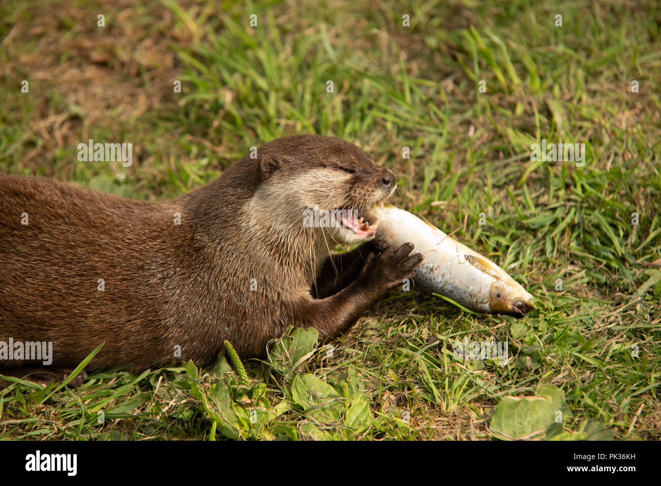 Otter eating fish close up Stock Photo - Alamy
