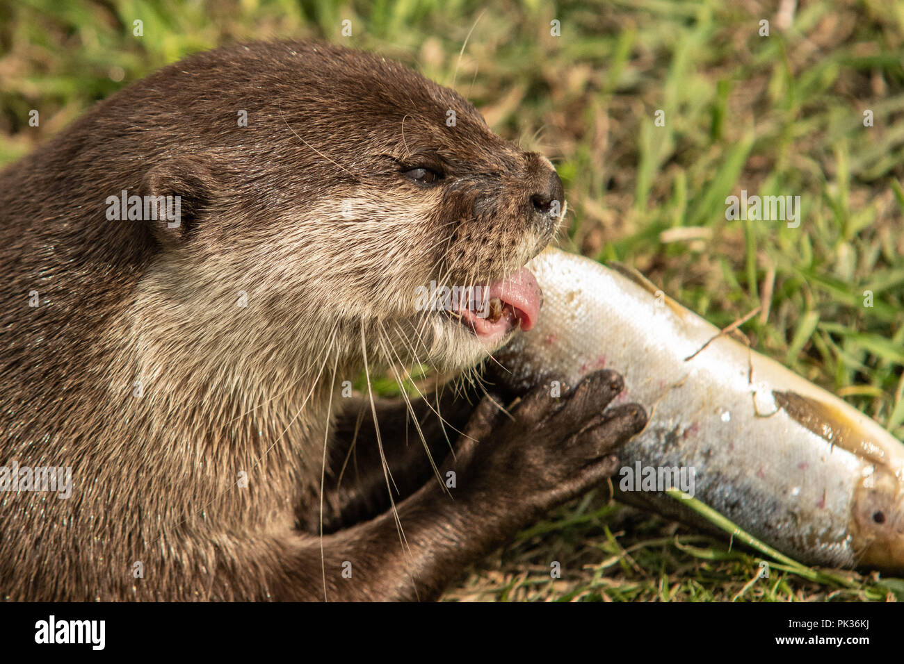 Otter eating fish close up Stock Photo - Alamy