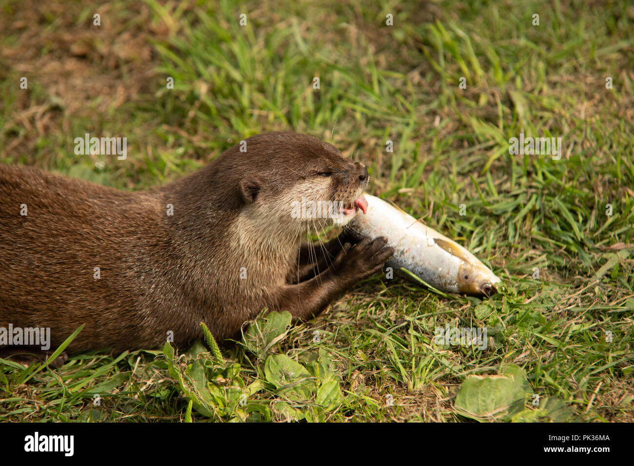 Otter eating fish close up Stock Photo - Alamy
