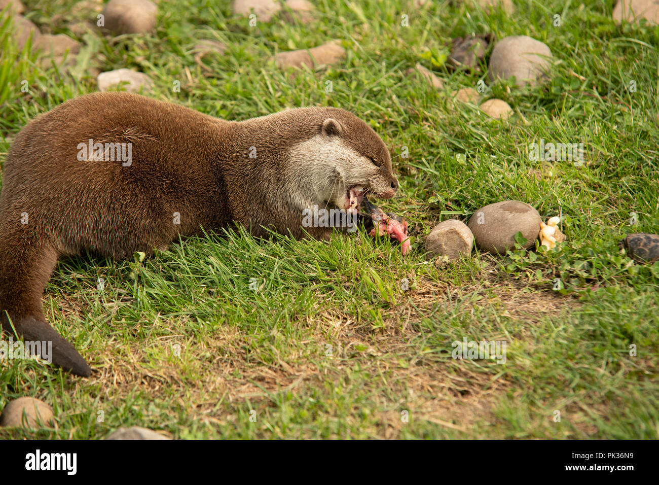 Otter eating fish close up Stock Photo - Alamy