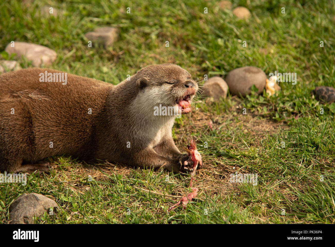 Otter eating fish close up Stock Photo - Alamy