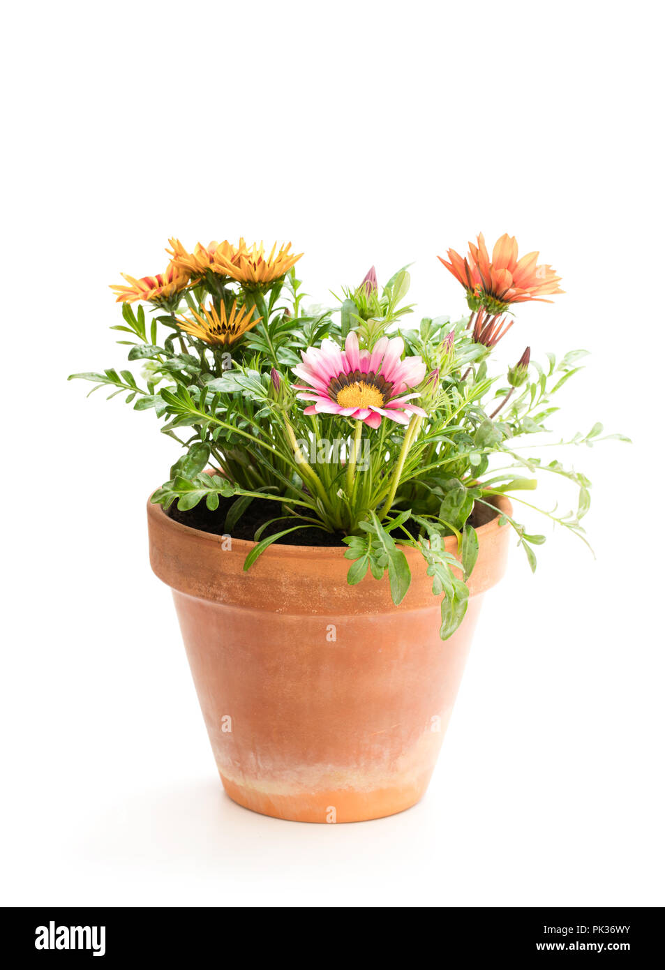 Colorful Gazania plants in the flowerpot isolated on white Stock Photo ...