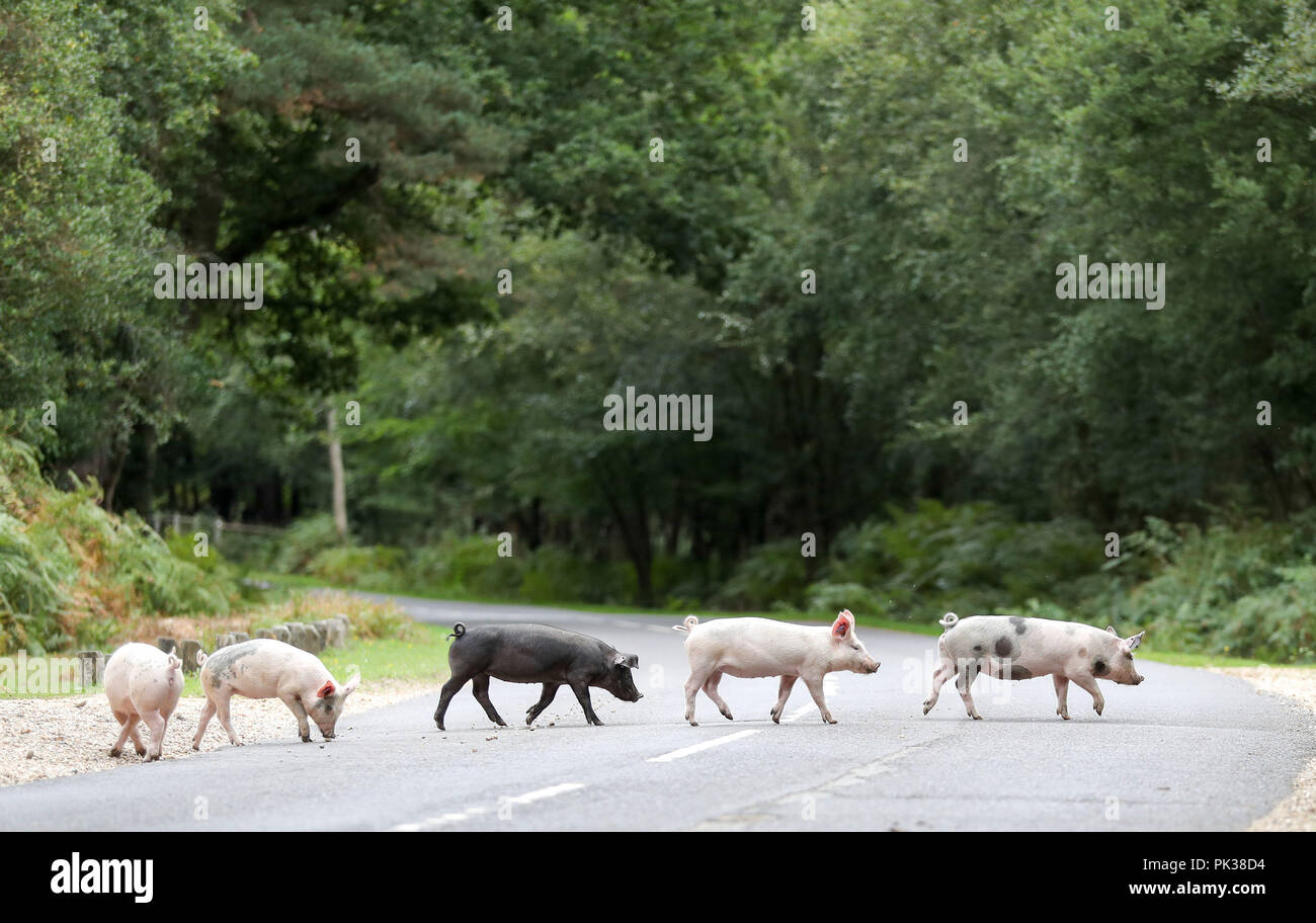 On the first day of pannage hi-res stock photography and images - Alamy