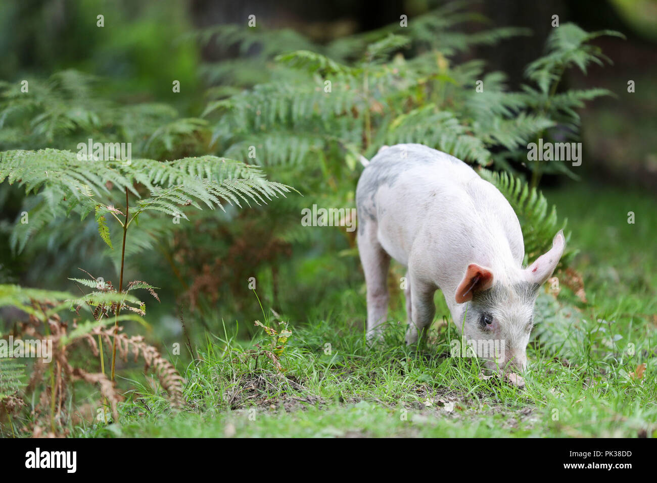 Domestic pigs new forest hi-res stock photography and images - Alamy