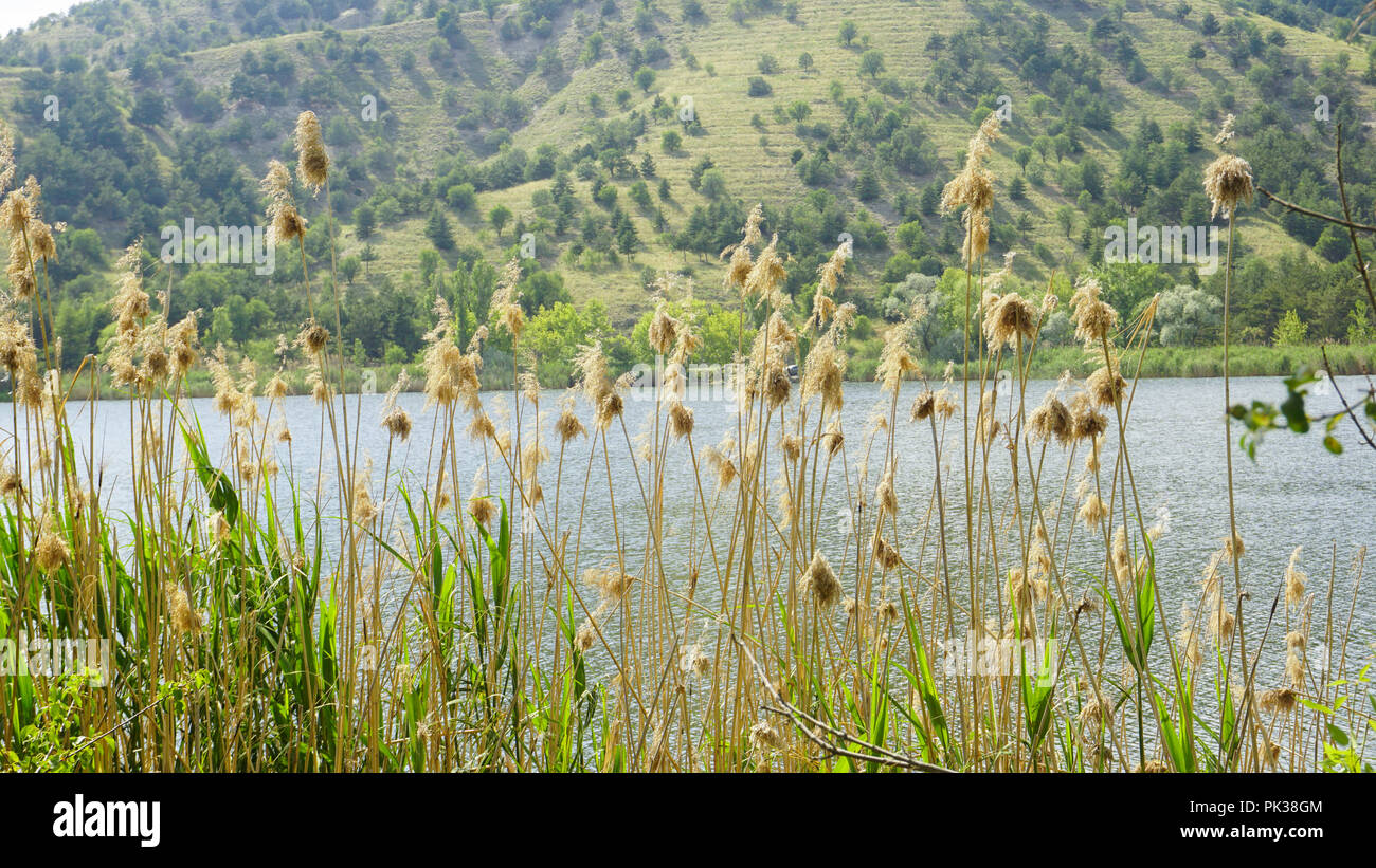Reeds in the lake Stock Photo - Alamy