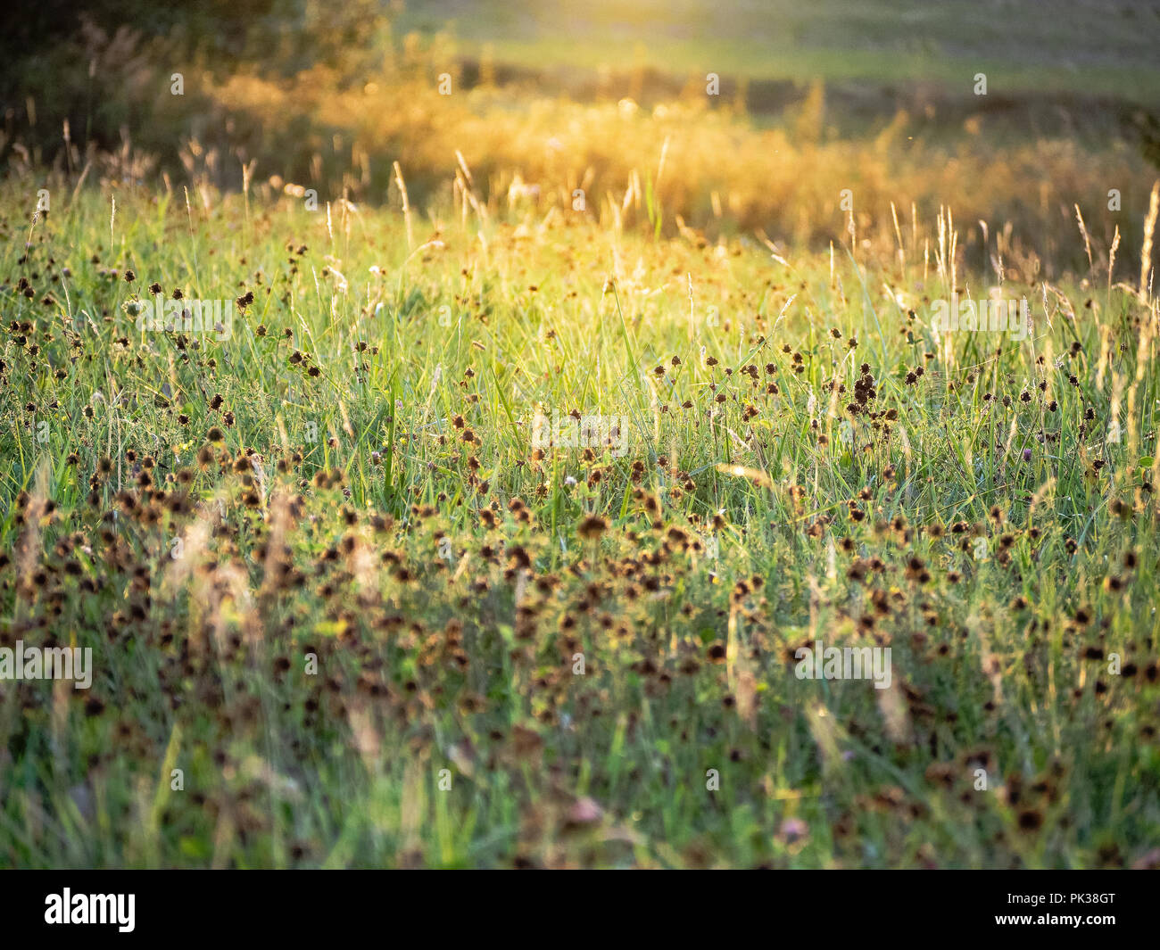 Sunny field grass hi-res stock photography and images - Alamy