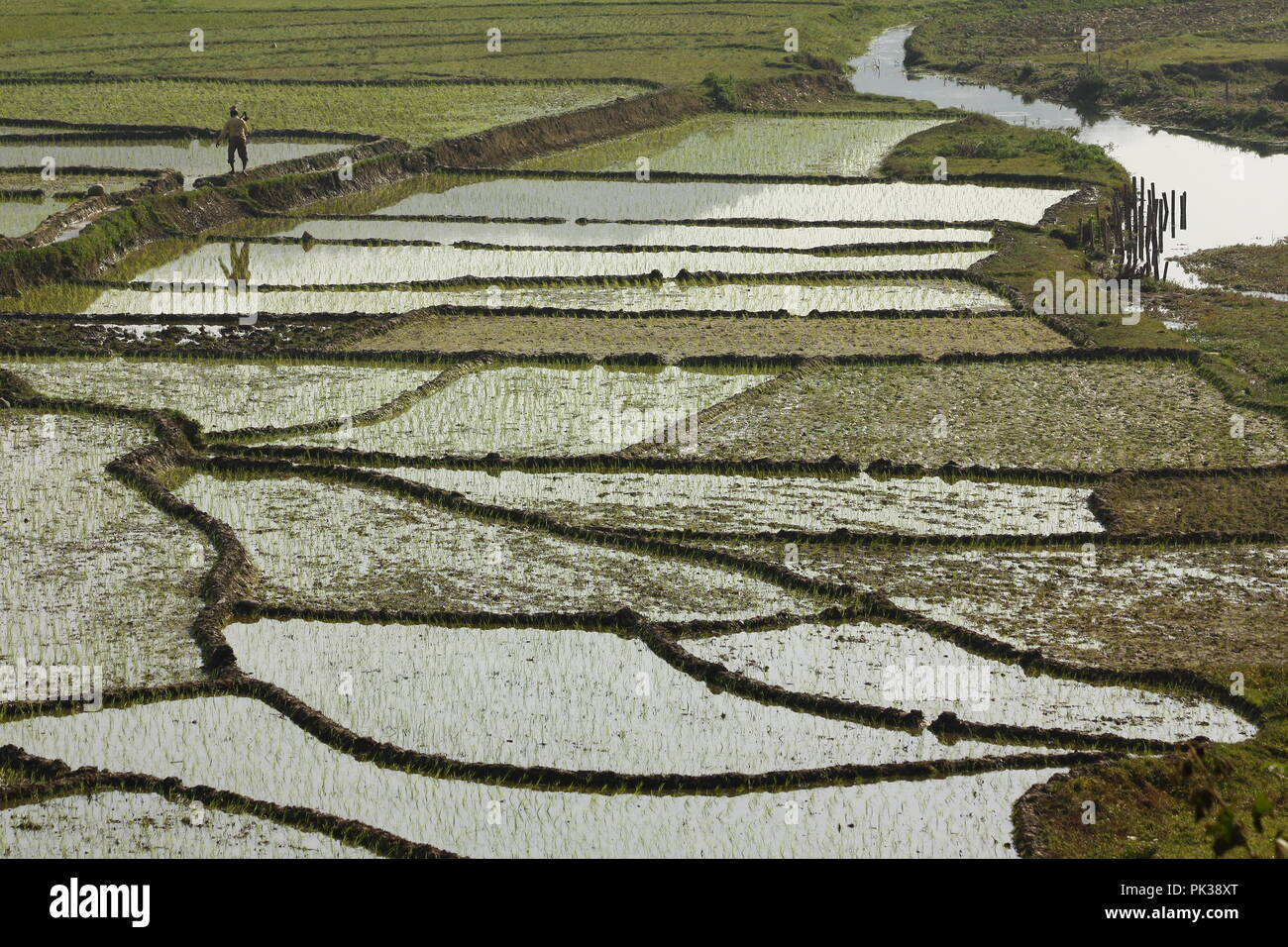 Vietnamese farmer working on his fresh wet rice fields (paddies Stock ...