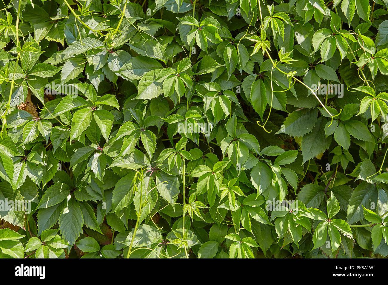 Green texture for the back of a climbing plant or ivy, close-up Stock ...