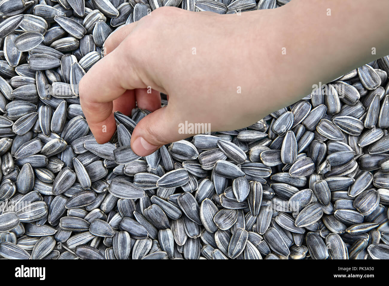 A man's hand takes a pinch of grains from a handful of sunflower seeds ...