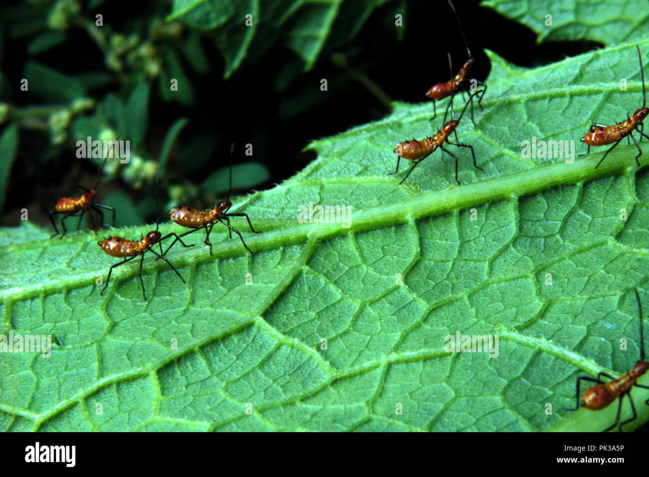 1aphids081201 -- Aphids on the under side of tomato leaf Stock Photo ...