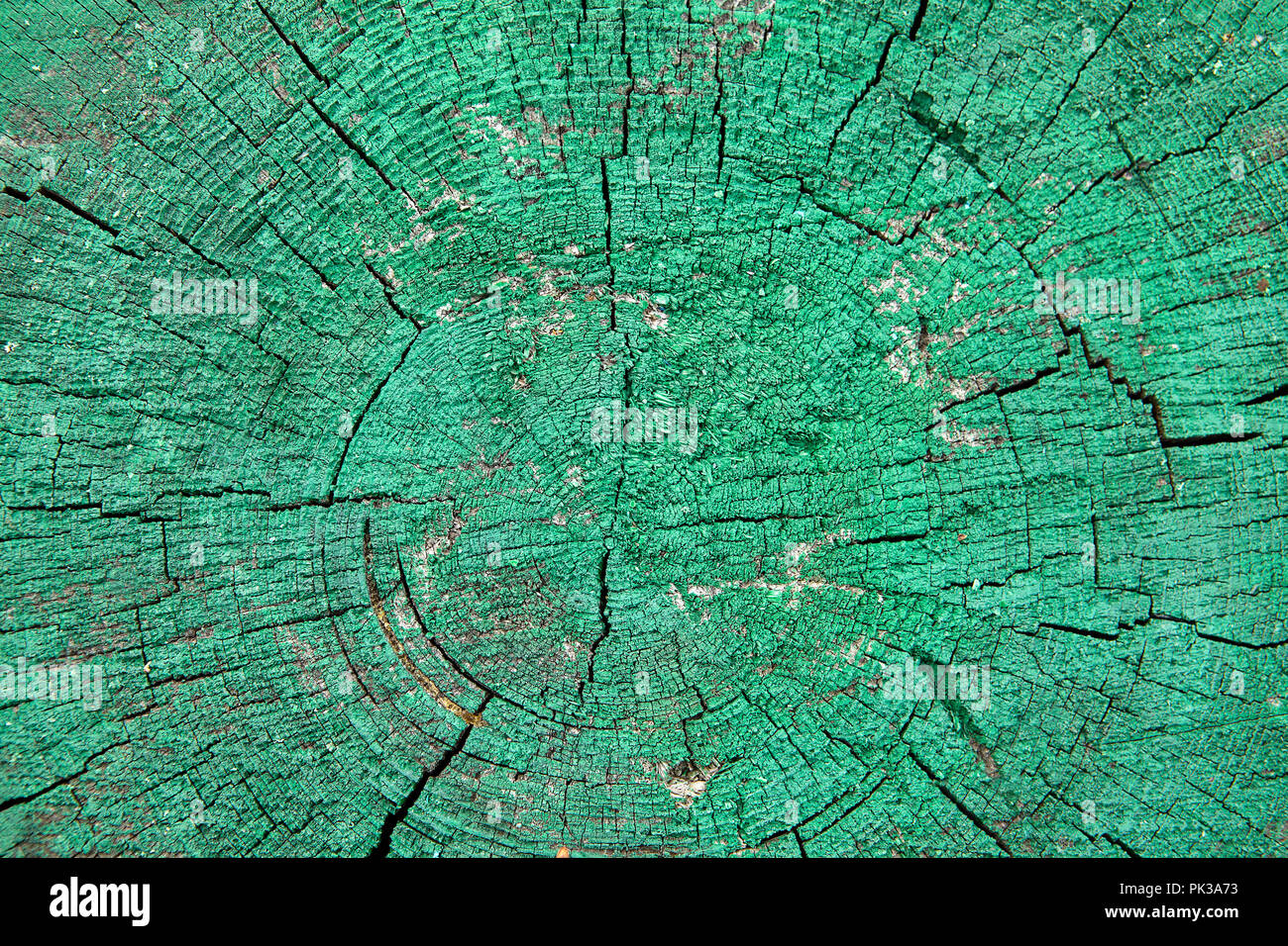 Cut of an old tree painted by green paint, texture for background Stock ...