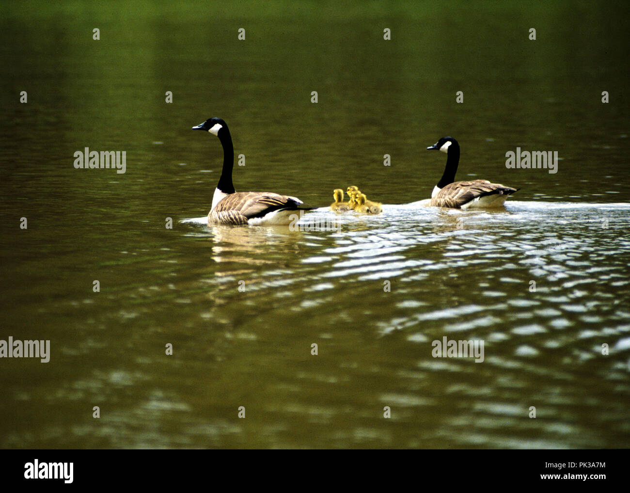 Problem geese hi-res stock photography and images - Alamy