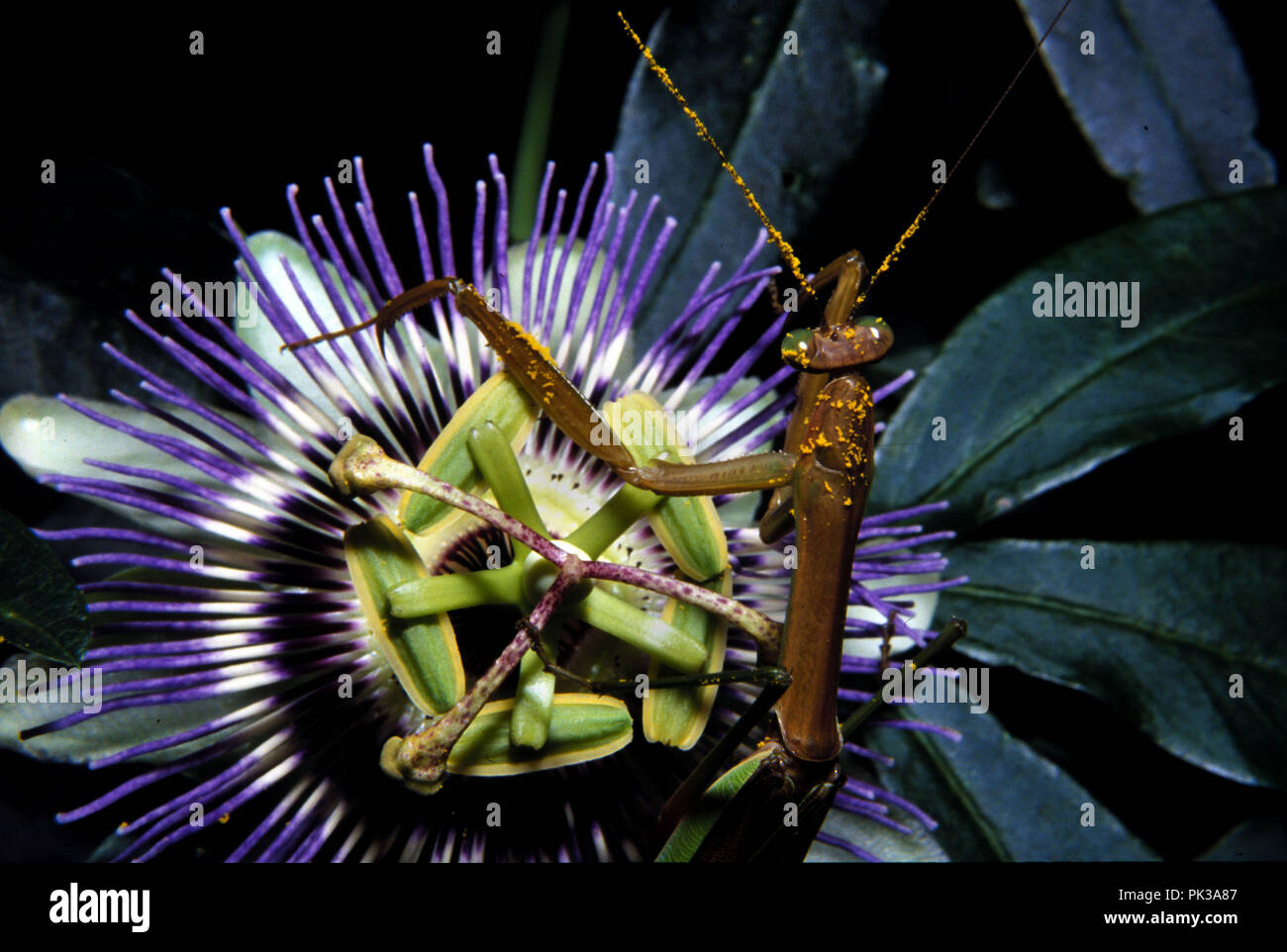 Praying mantis eating bird hi-res stock photography and images - Alamy