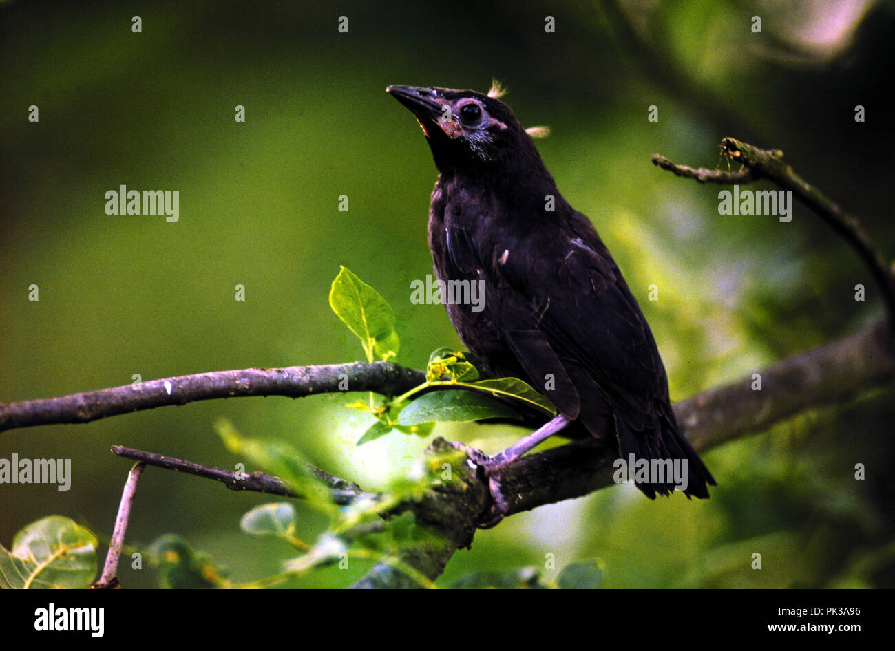 Brown headed cowbird nest hi-res stock photography and images - Alamy
