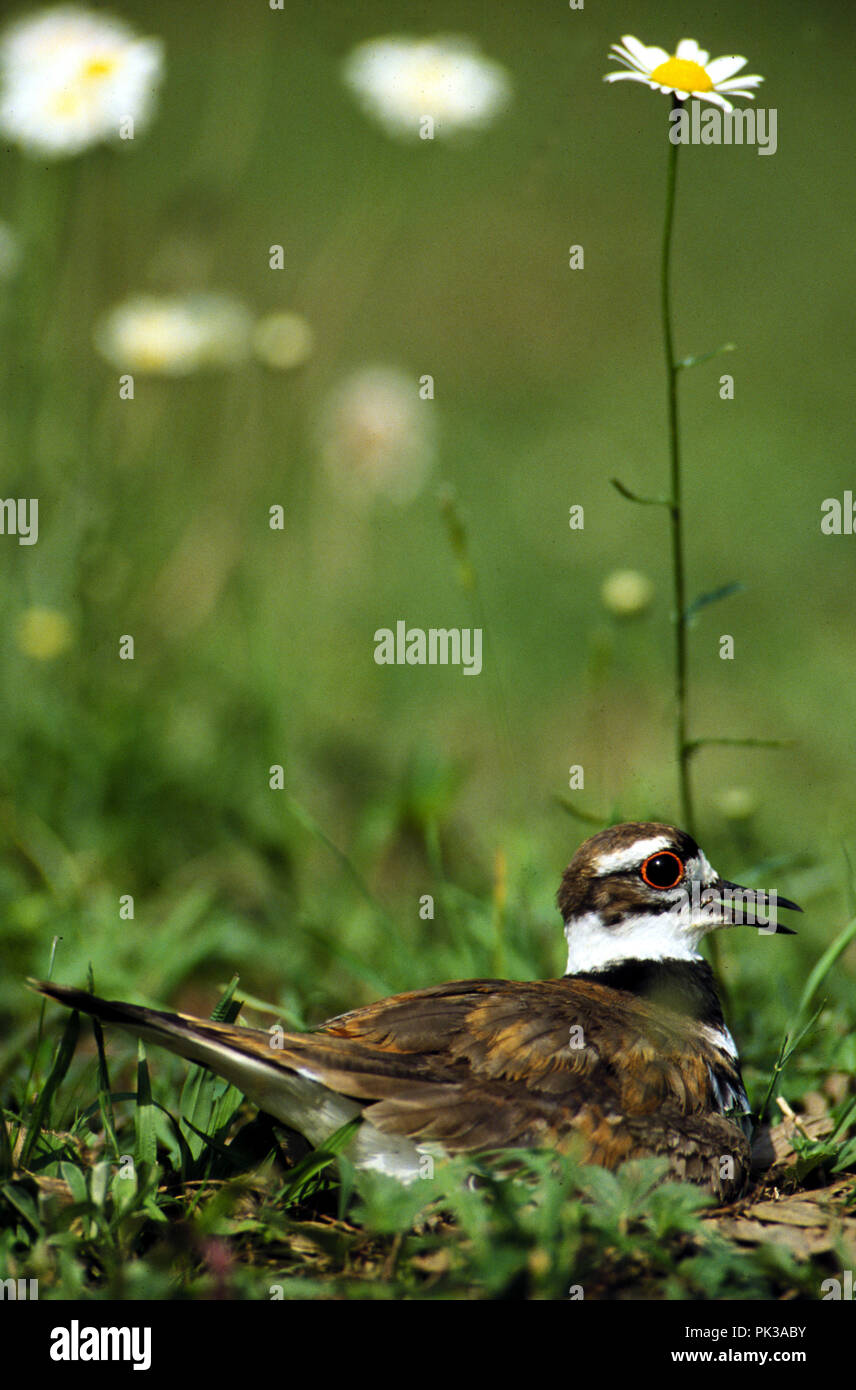 1killdeer052901 -- Killdeer nesting Stock Photo - Alamy