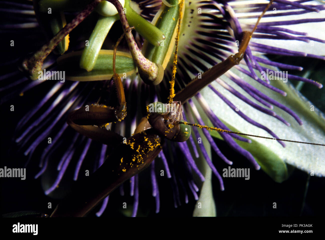 Praying mantis eating bird hi-res stock photography and images - Alamy