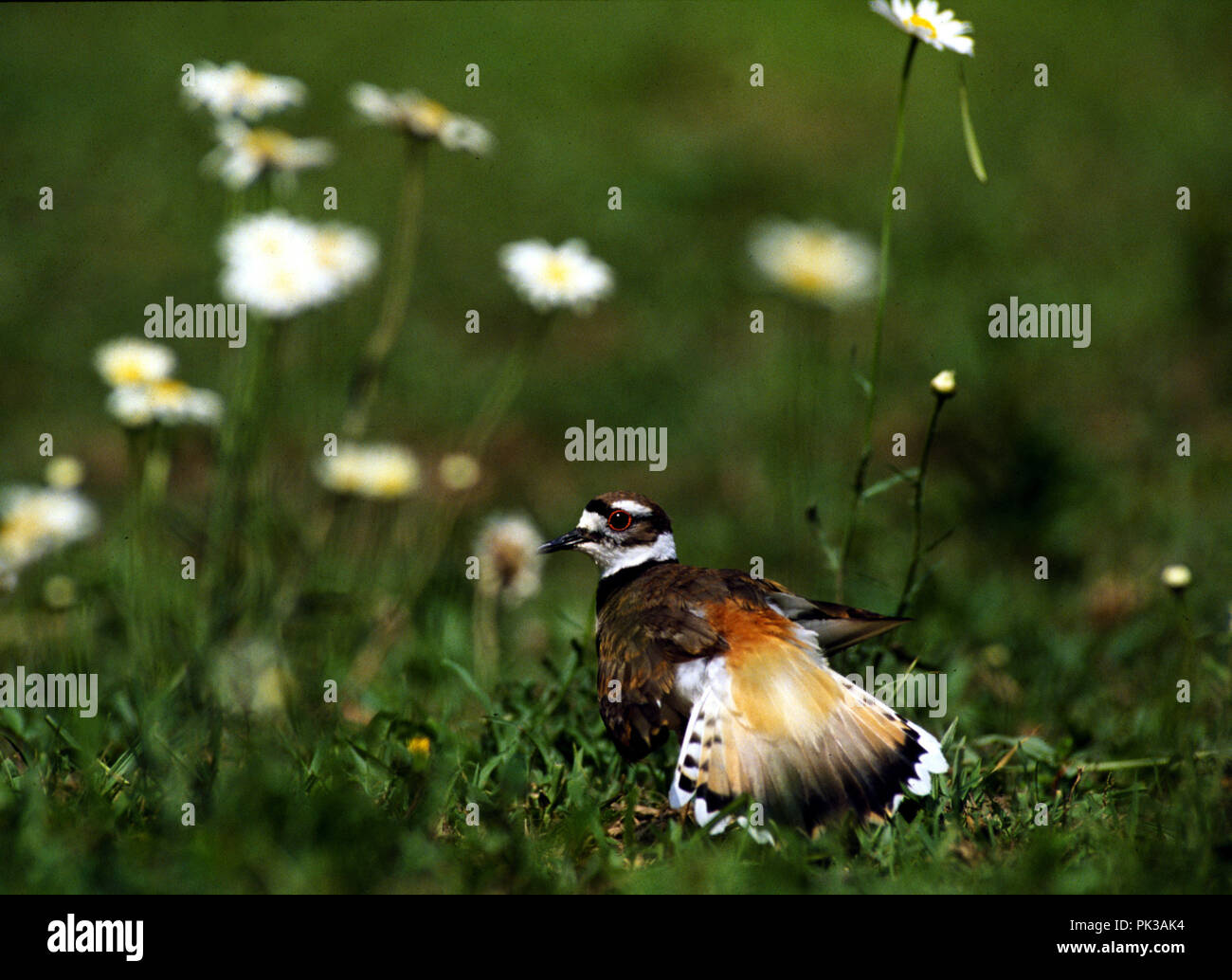 2killdeer091901 -- Killdeer performing its famous distraction display ...
