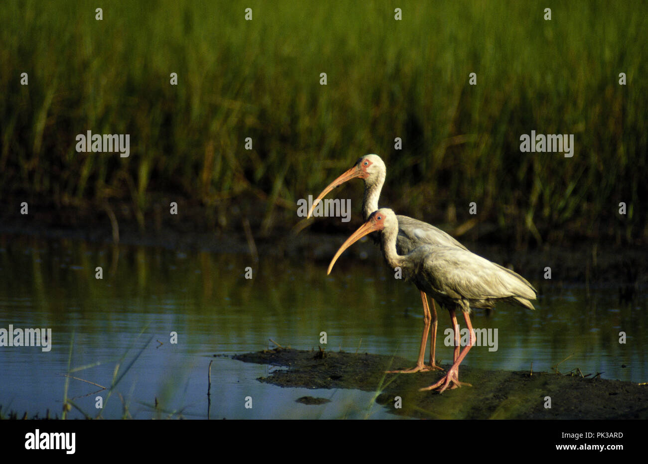 White ibis eating insects hi-res stock photography and images - Alamy