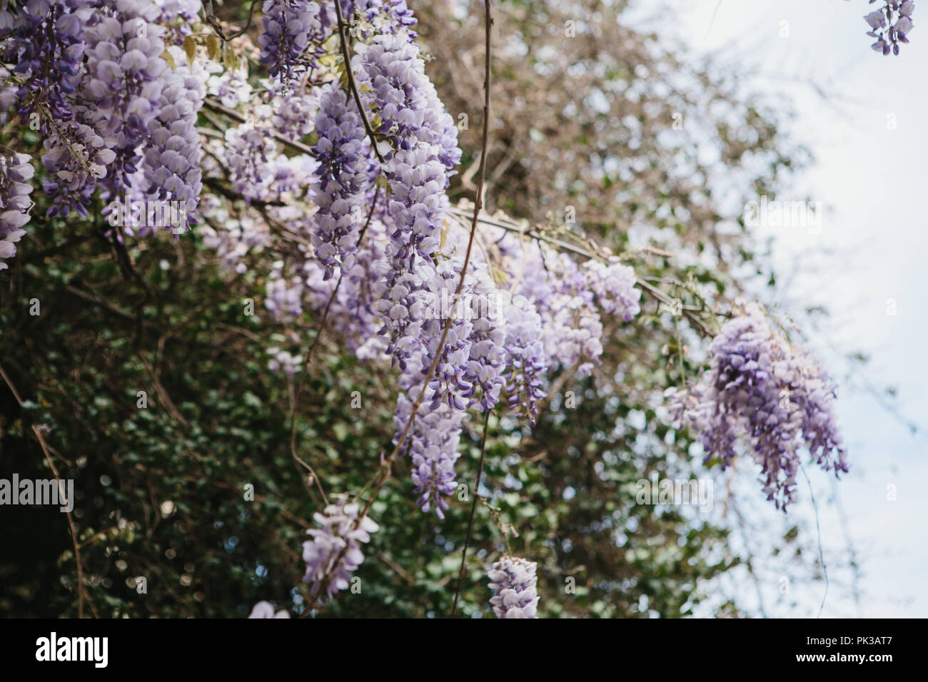 Wisteria wistaria hi-res stock photography and images - Alamy