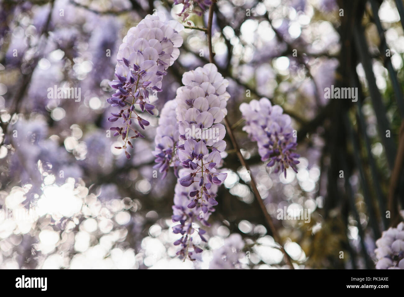 Violet wisteria flowers grow like a fence decoration Stock Photo - Alamy