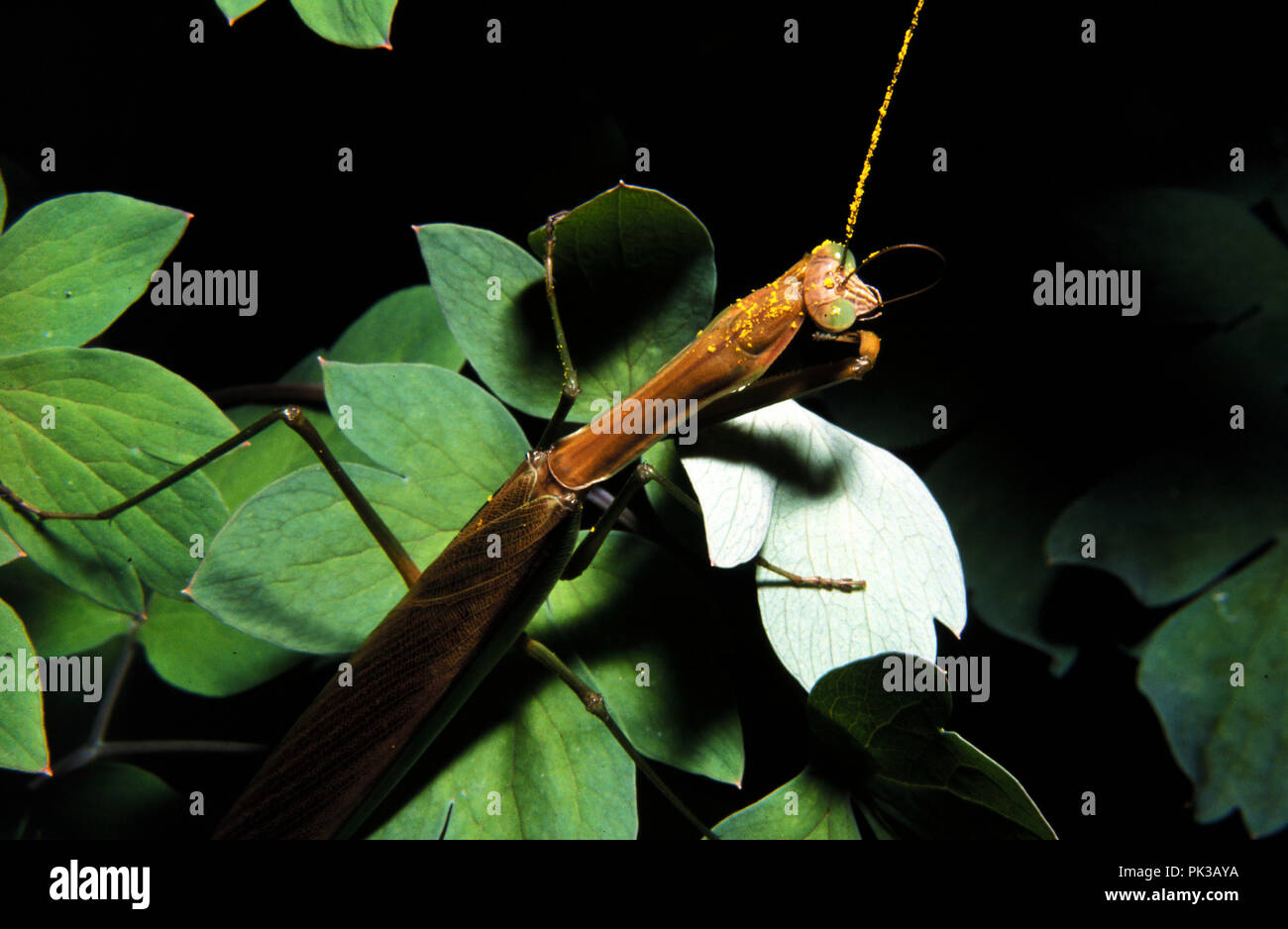 Praying mantis eating bird hi-res stock photography and images - Alamy