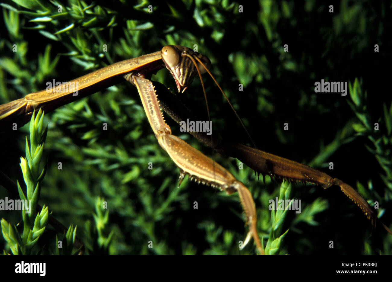 Praying mantis eating bird hi-res stock photography and images - Alamy