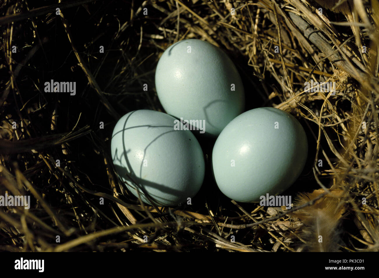 6bluebird081201 -- Eastern Bluebird eggs in nesting box Stock Photo - Alamy