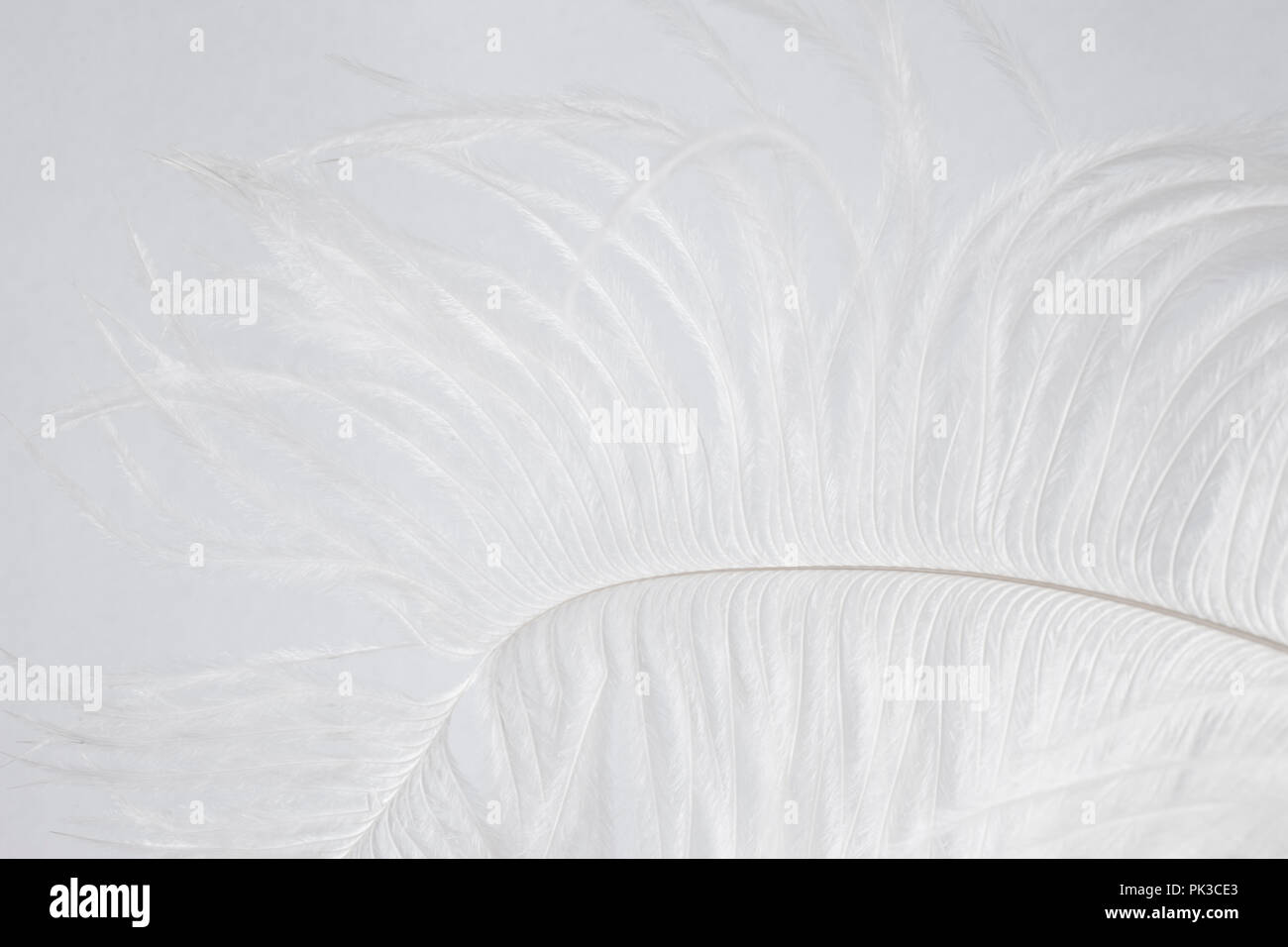 white and delicate ostrich feather Stock Photo - Alamy