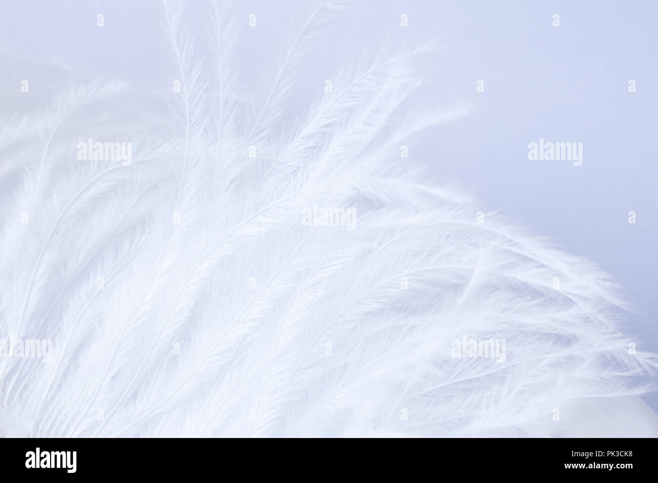 white and delicate ostrich feather Stock Photo - Alamy