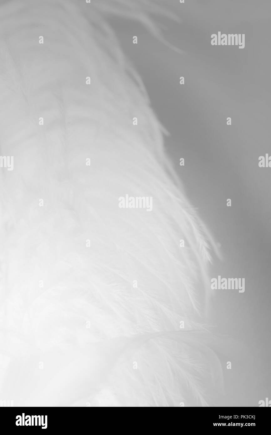 white and delicate ostrich feather Stock Photo - Alamy