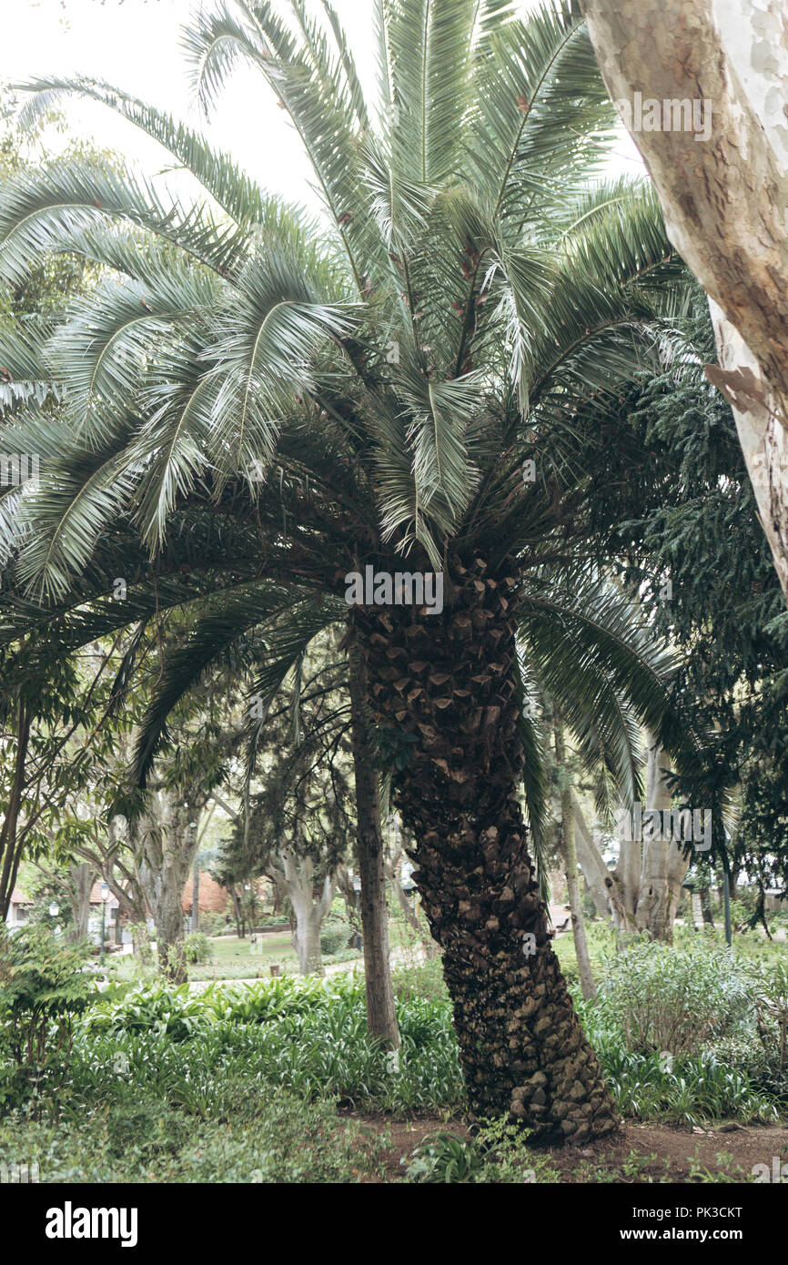 Coconut tree and other trees of the natural landscape Stock Photo - Alamy