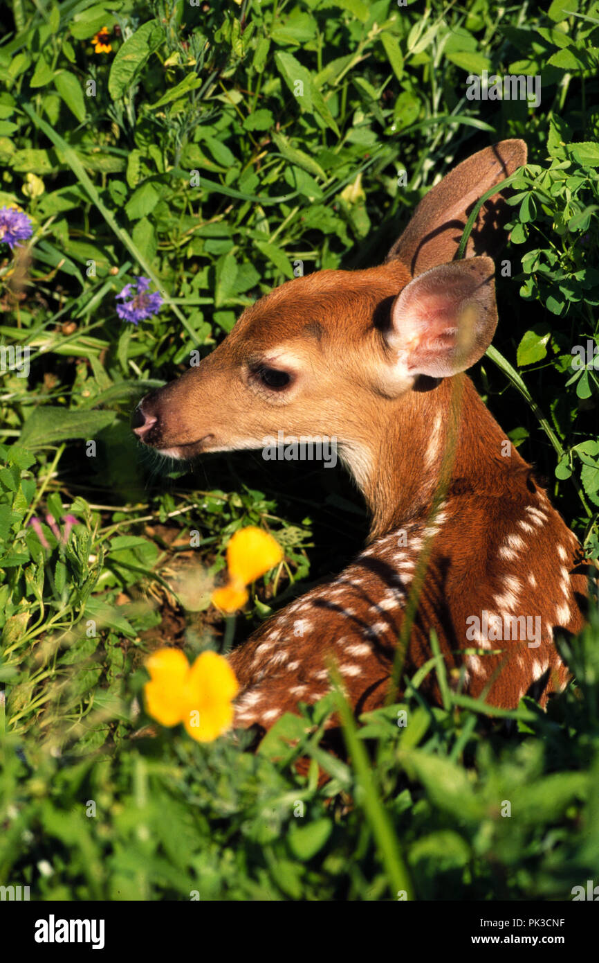 Eastern whitetail deer hi-res stock photography and images - Alamy