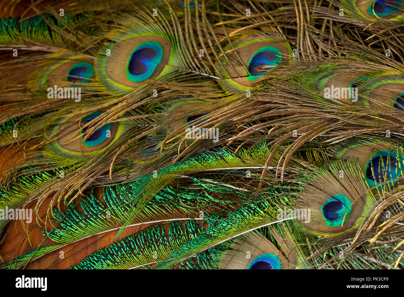 Male peackock hi-res stock photography and images - Alamy