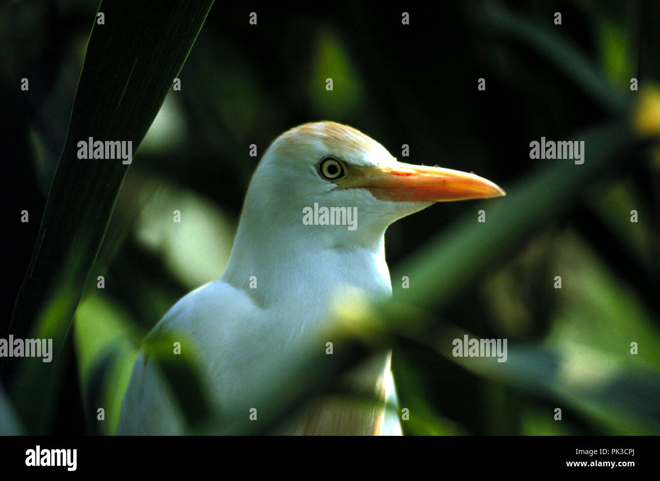 CattleEgert081701 -- Cattle Egert Stock Photo - Alamy
