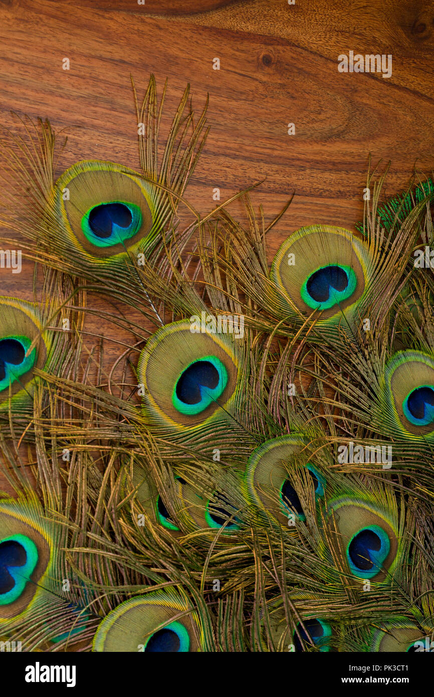 Male peackock hi-res stock photography and images - Alamy