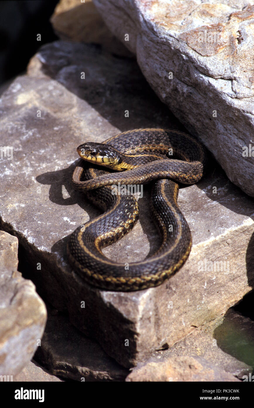 gartersnake061701 -- Common garter snake Stock Photo - Alamy
