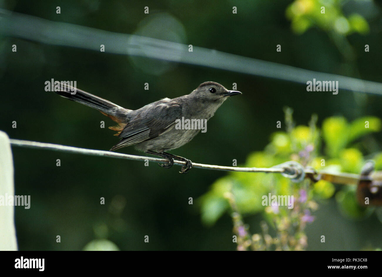 Catbird and woodpecker hi-res stock photography and images - Alamy