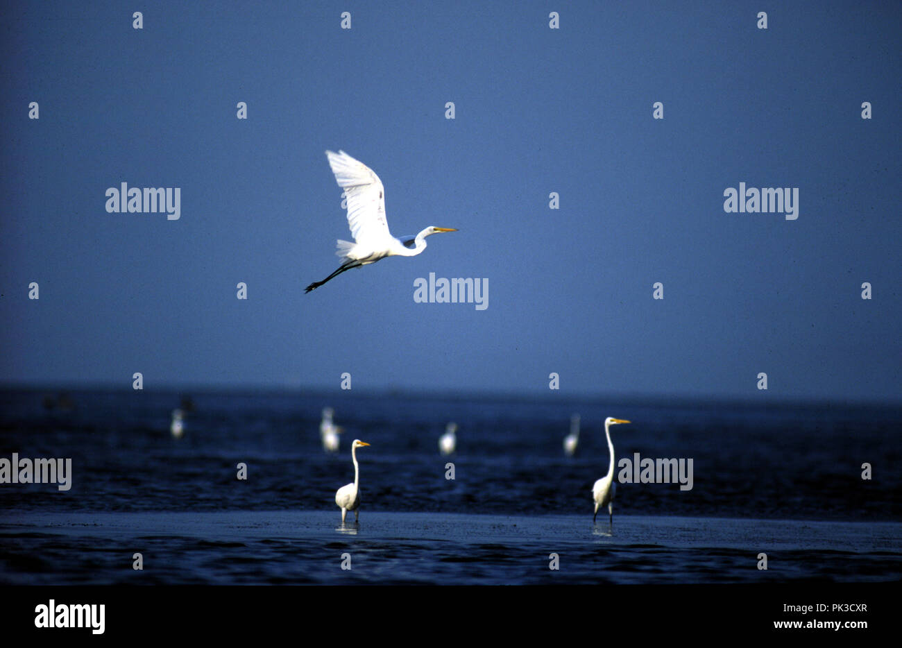GreatEgert081701 -- Great Egert Stock Photo - Alamy