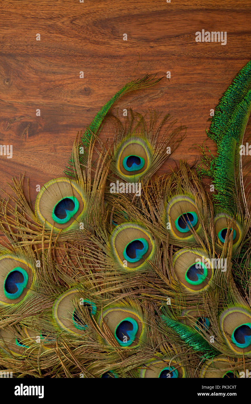 Male peackock hi-res stock photography and images - Alamy