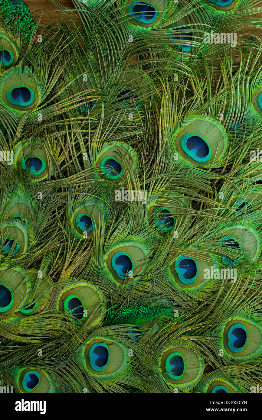 Male peackock hi-res stock photography and images - Alamy