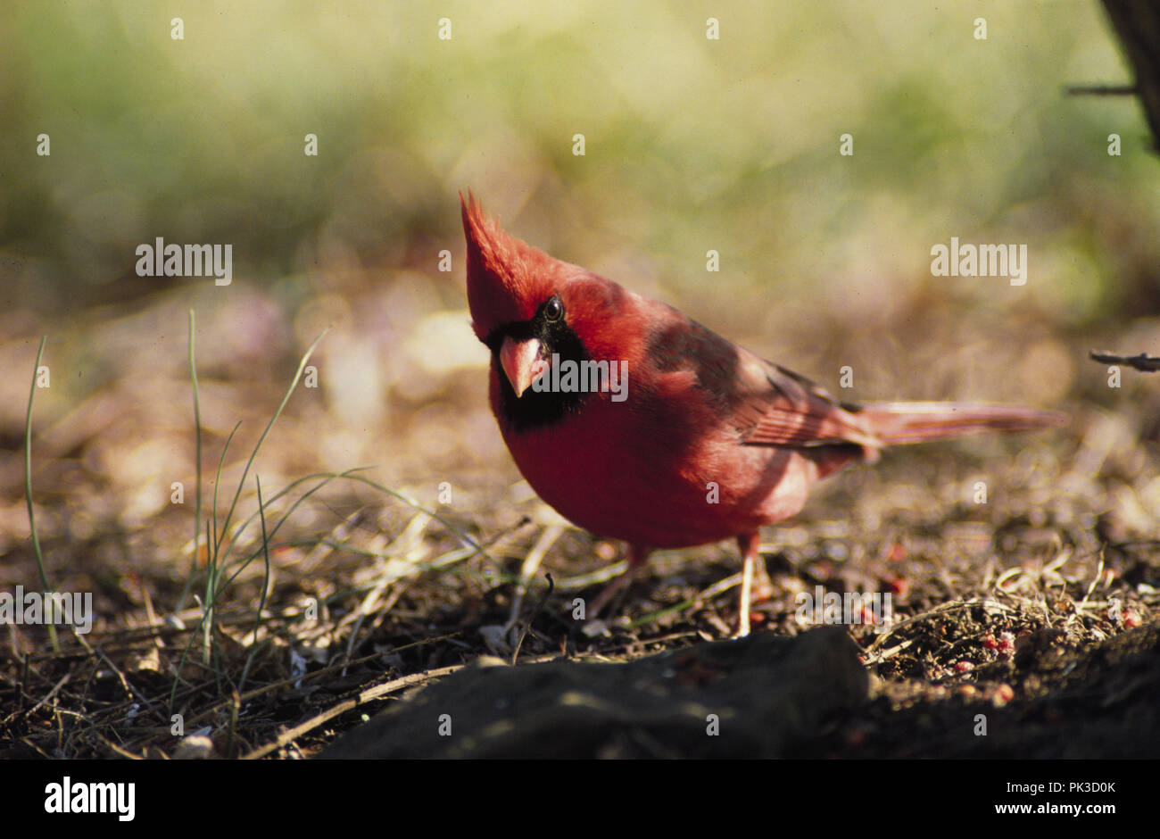 Chinese cardinal hi-res stock photography and images - Alamy