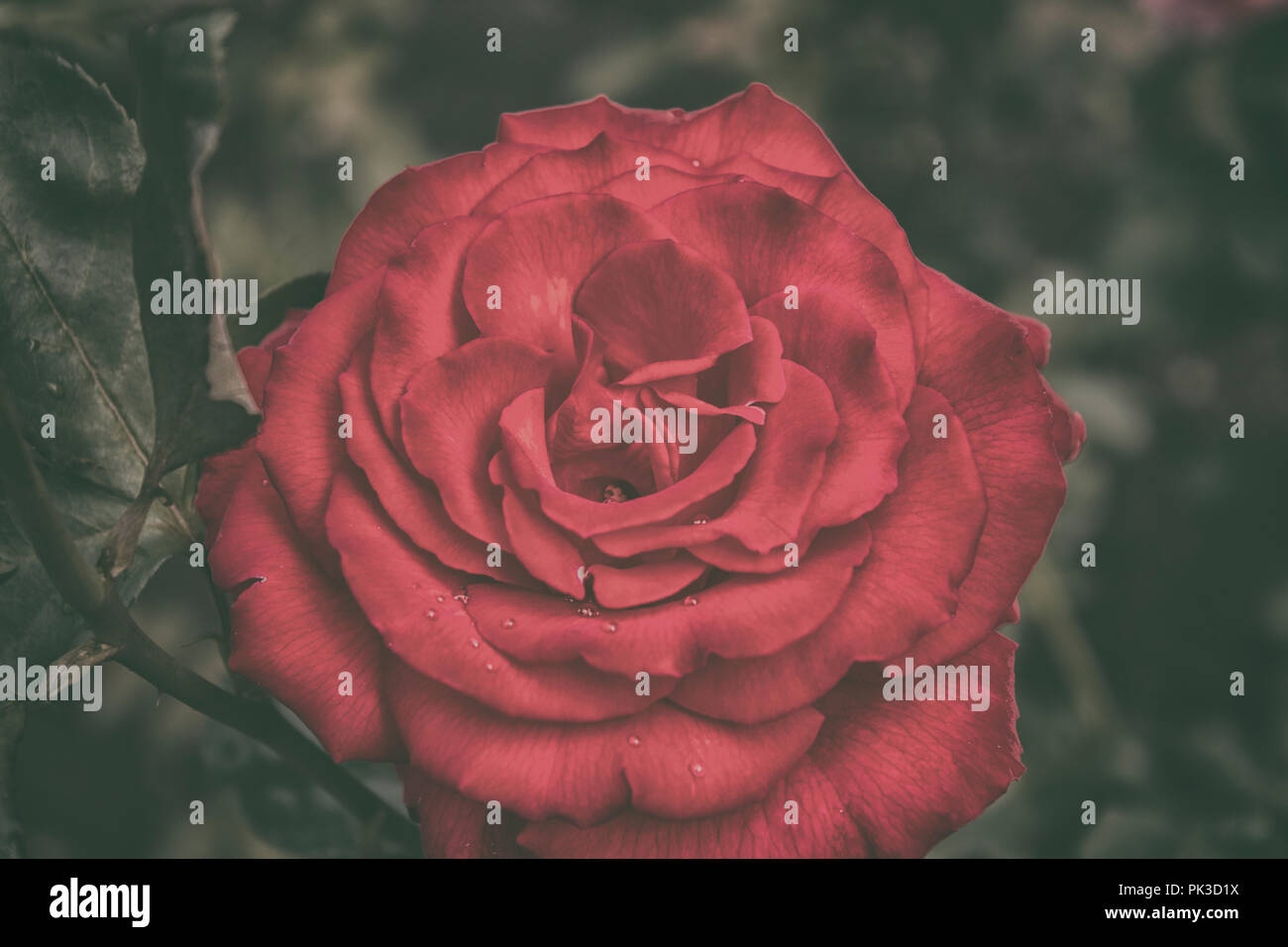 Beautiful red rose. Rose. Garden flower. Floral background. Rose. Red ...